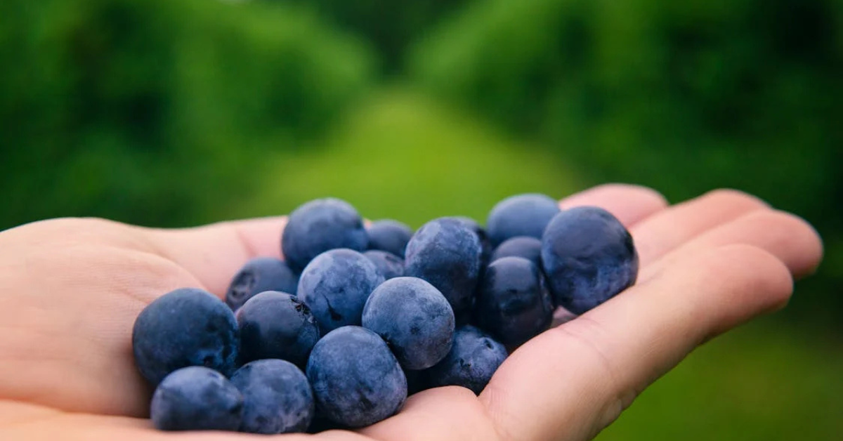 How To Buy And Store Blueberries - Foodie Haven