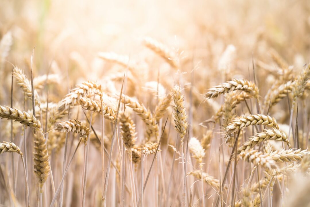 15 Ancient Foods People Still Eat Today – Foodie Haven