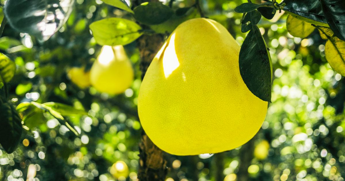 10 Grapefruit Varieties Every Citrus Lover Should Try - Foodie Haven