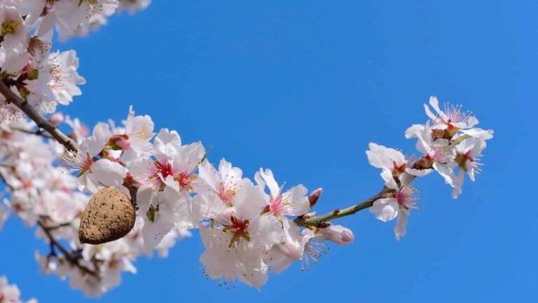 These 21 Biblical Foods Are Still on Your Dinner Table - Foodie Haven