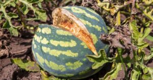 8 Warning Signs Your Watermelon Is No Longer Safe to Eat - Foodie Haven