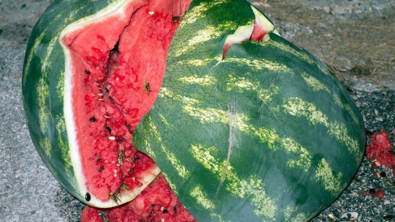 8 Warning Signs Your Watermelon Is No Longer Safe to Eat - Foodie Haven