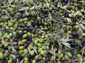 These 21 Biblical Foods Are Still on Your Dinner Table - Foodie Haven