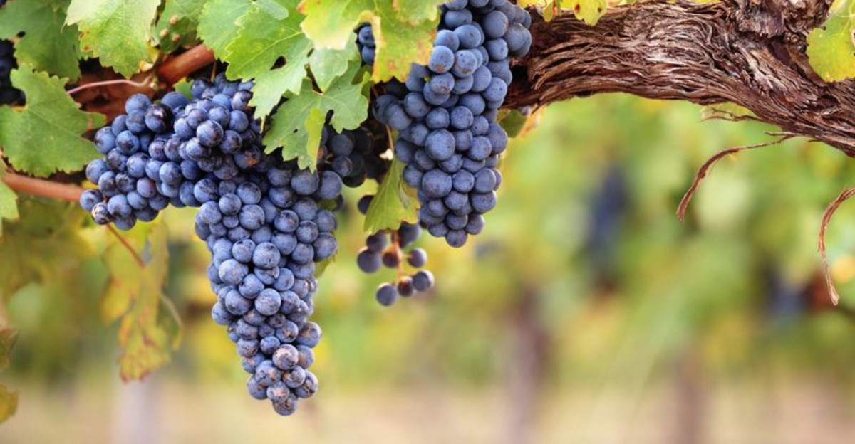 These 21 Biblical Foods Are Still on Your Dinner Table - Foodie Haven