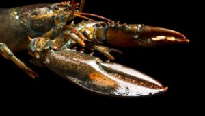 Ever Wondered How Many Types of Lobster There Are? Here's a Breakdown ...