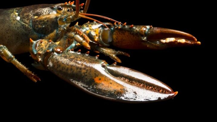 Ever Wondered How Many Types of Lobster There Are? Here's a Breakdown ...