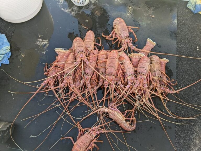 Ever Wondered How Many Types of Lobster There Are? Here's a Breakdown ...